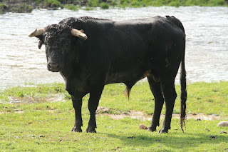 animales ibéricos en la cultura popular: Toros y vacas