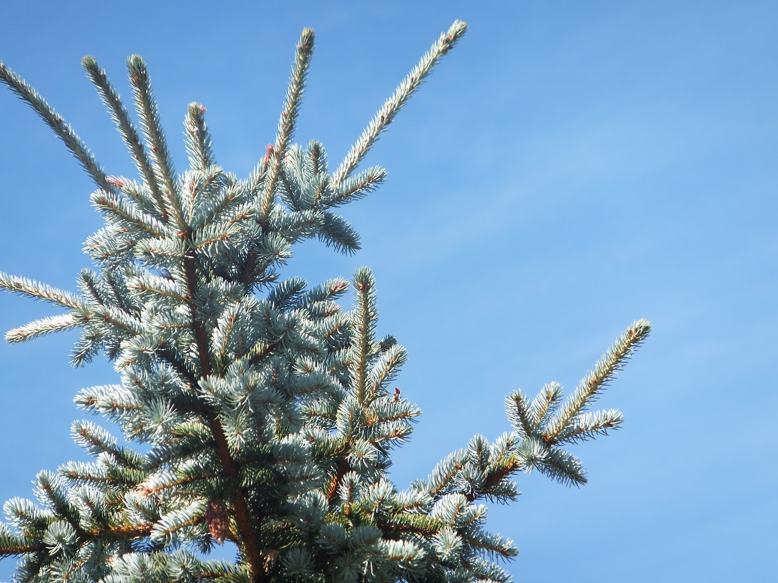 Maggans Pensionärsblogg: Vi fotograferade granar med olika stadier av ...