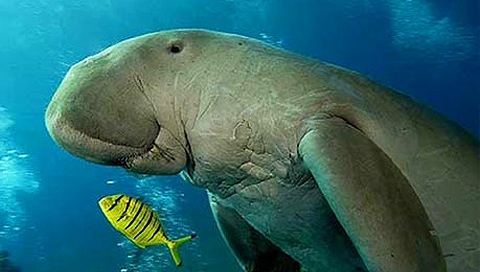 NGUVA>>>SOMA TABIA ZA NGUVA ~ ndolistar