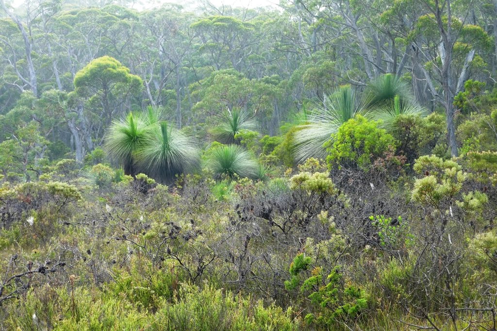 National Park Odyssey: Fern Tree Forest Walk, Mulligans Campground ...