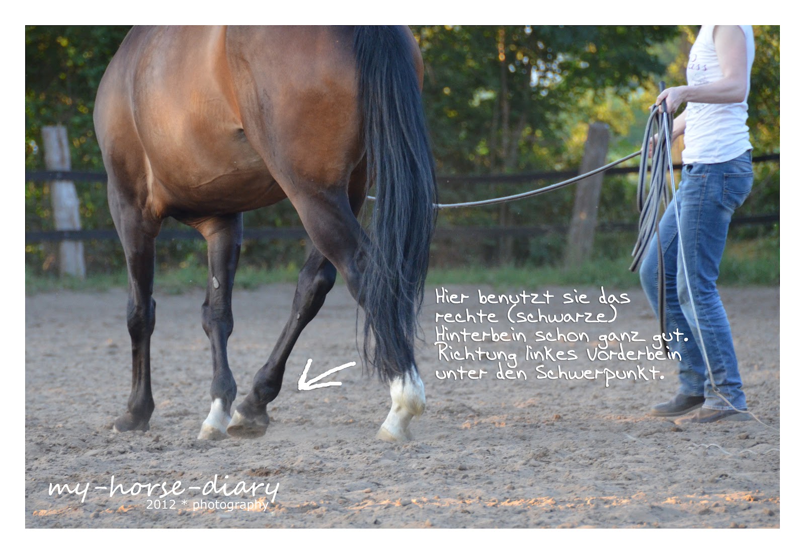 my-horse-diary: Die Händigkeit beim Pferd