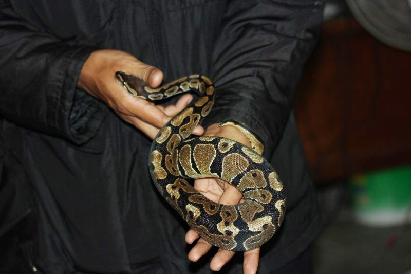 Jual Ular Retic Ball Phyton Jambi Murah | Hewan Indonesia dan Jual Beli