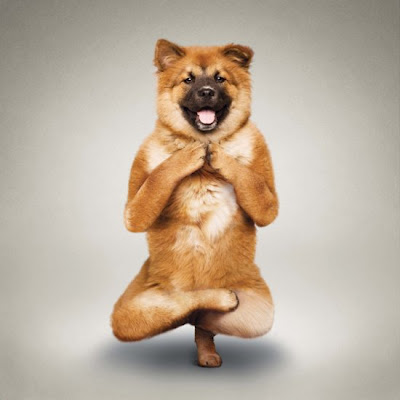 Funny Dogs On Yoga Training Pictures | Dog breeds and Puppies Pictures
