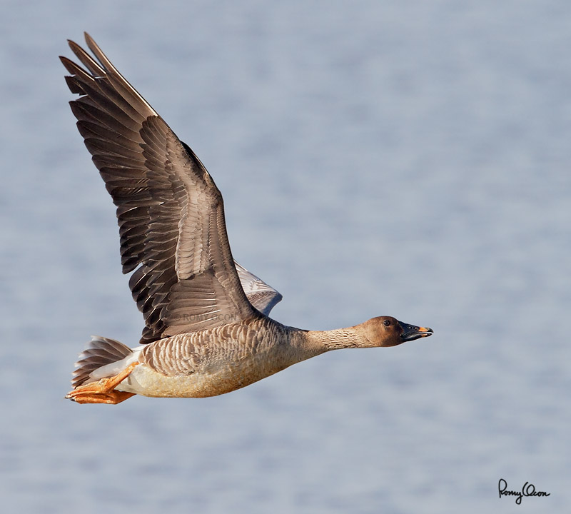 Romy Ocon's Wild Birds of the Philippines: The rare Tundra Bean Goose ...