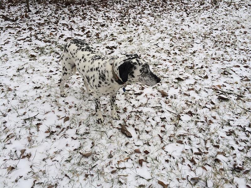 Terrierman's Daily Dose: Camo Dog