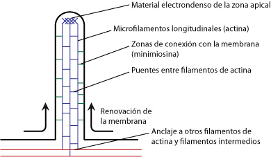el moderno prometeo: Citoesqueleto: Microfilamentos.