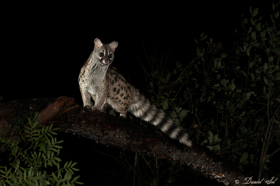 Naturfoto.: La Gineta (Genetta genetta)