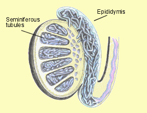 CURSO BIOLOGIA: APARATO REPRODUCTOR MASCULINO