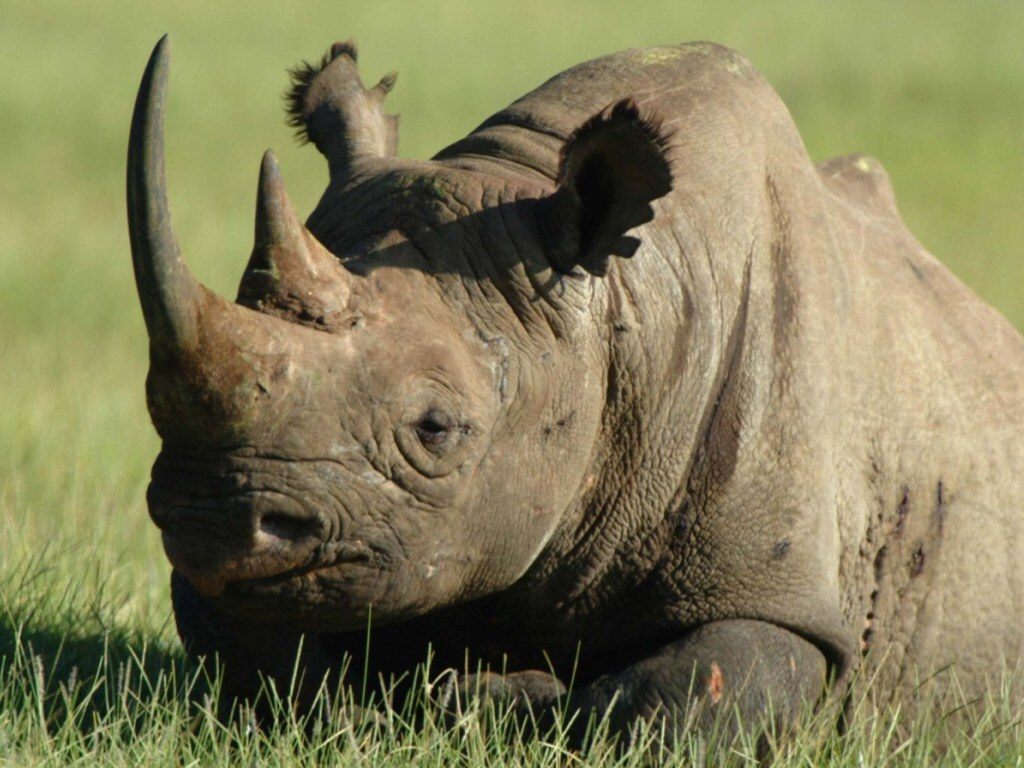 Natureza Viva: Rinoceronte