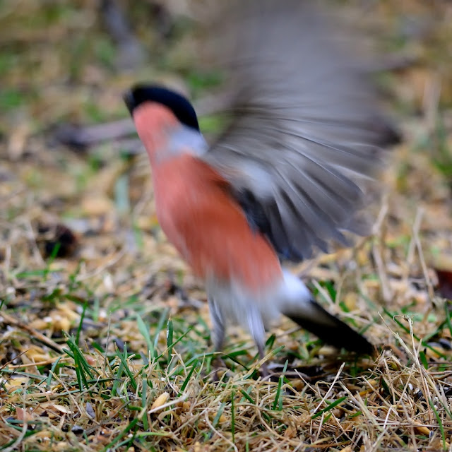 Knuts fugleblogg: Dompap (Pyrrhula pyrrhula)