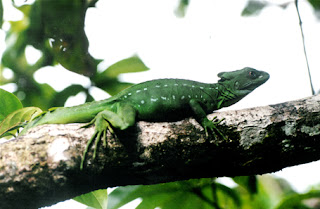ECOSISTEMAS DE COSTA RICA: BOSQUE SECO BASAL TRANSICIONAL A PREMONTANO