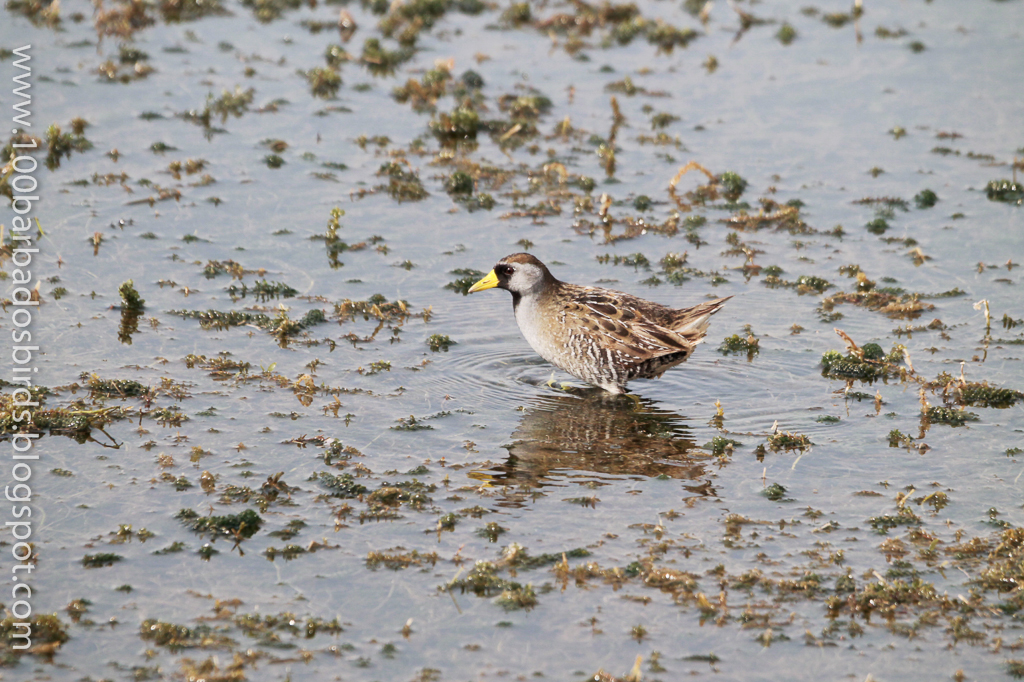 Birds of Barbados: Sora Rail (Porzana carolina)