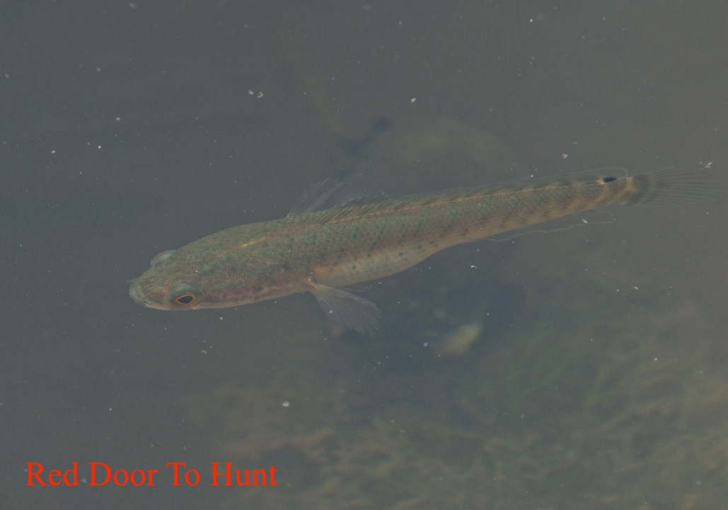 RED Door To Hunt: Sebahagian Spesies Ikan Paya Air Tawar Di Selangor