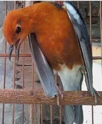 Budidaya Burung: CARA MEMBEDAKAN JENIS KELAMIN ANIS MERAH / ANIS BATA ...