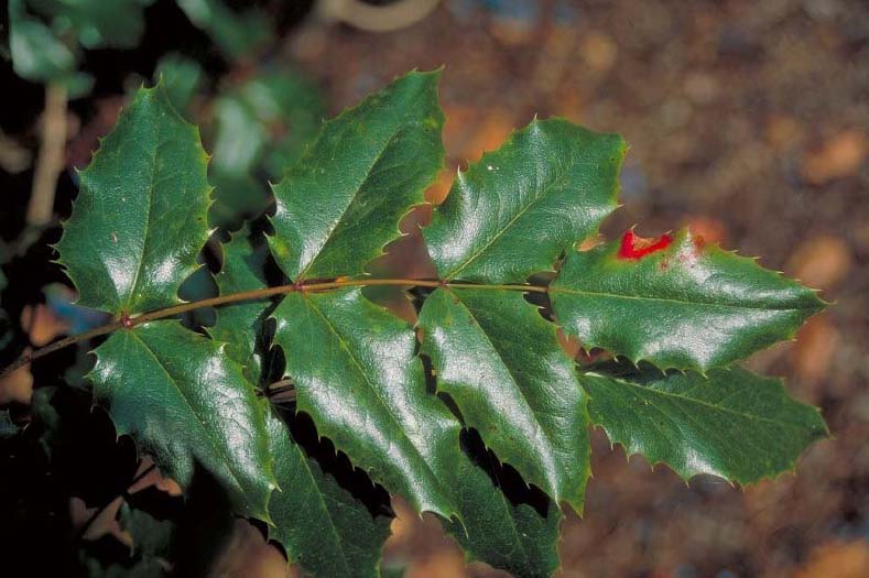 Beechwood Landscape Architecture and Construction: Oregon Holly Grape ...