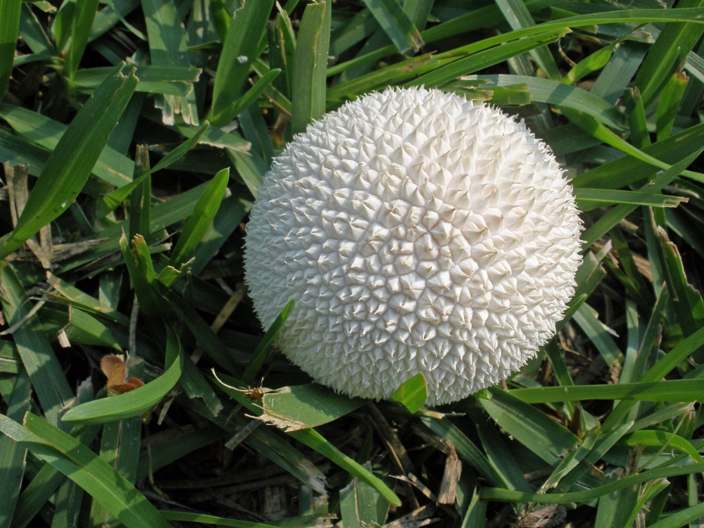 MARIETTE'S BACK TO BASICS: {Lycoperdon Echinatum (Spiny Puffball) in ...