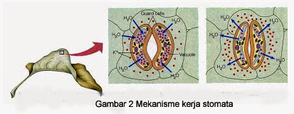 Trikoma adalah alat tambahan pada epidermis yang berupa tonjolan/rambut