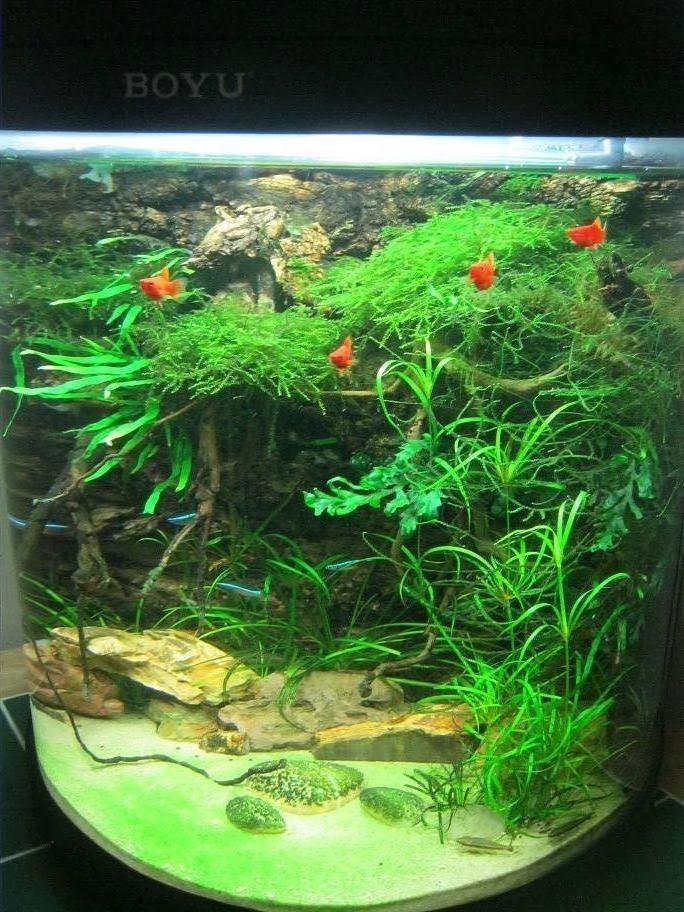 A NIGHT BY THE AQUARIUM: Pursuit of Amazon Biotope