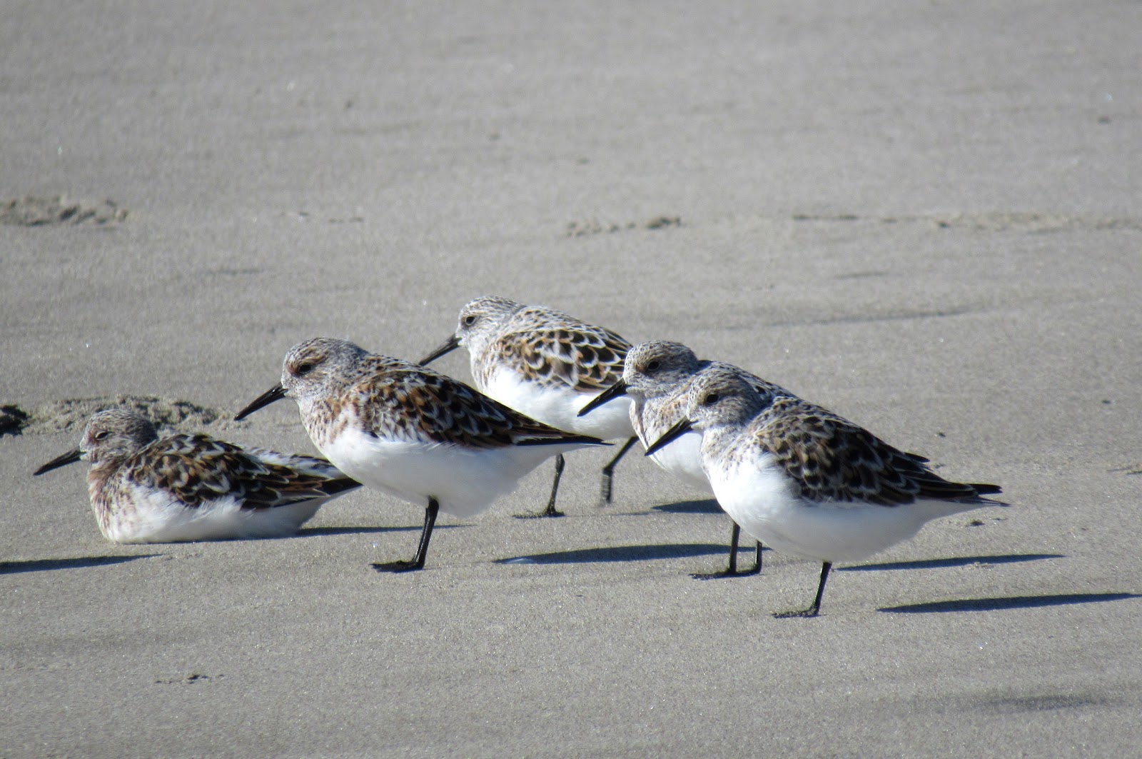 Sanderlings: Arctic Swashbucklers
