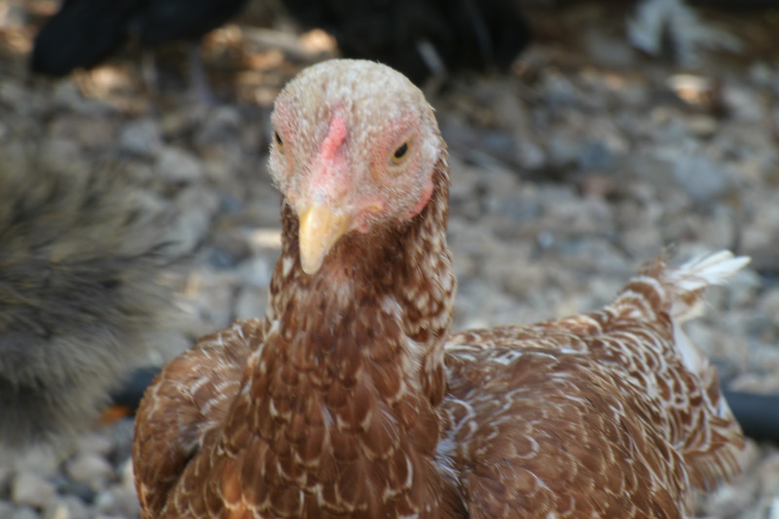 Meet Starburst The Cornish Banty | BackYard Chickens - Learn How to ...