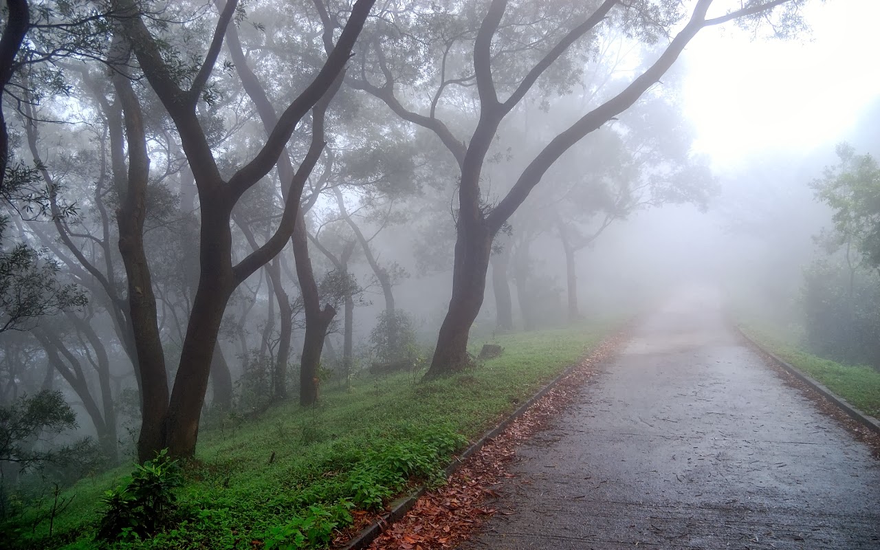Neblina wallpapers HD