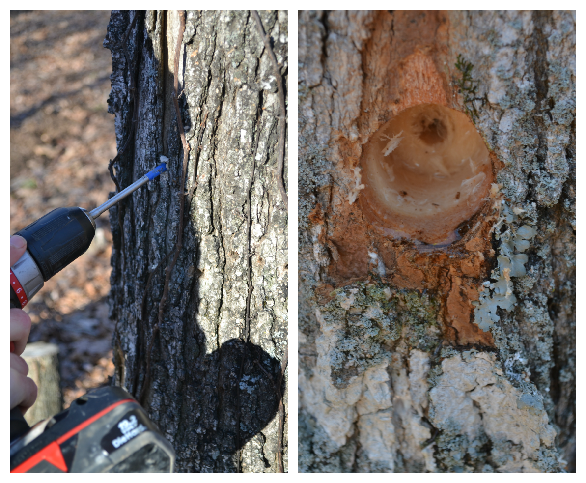 Our Neck of the Woods: Making Your Own Maple Syrup: Part 1 - Collecting ...
