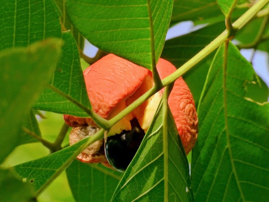 Cottage Life on Pilgrim's Farm: Ackee Fruit, and Eggs on the Counter