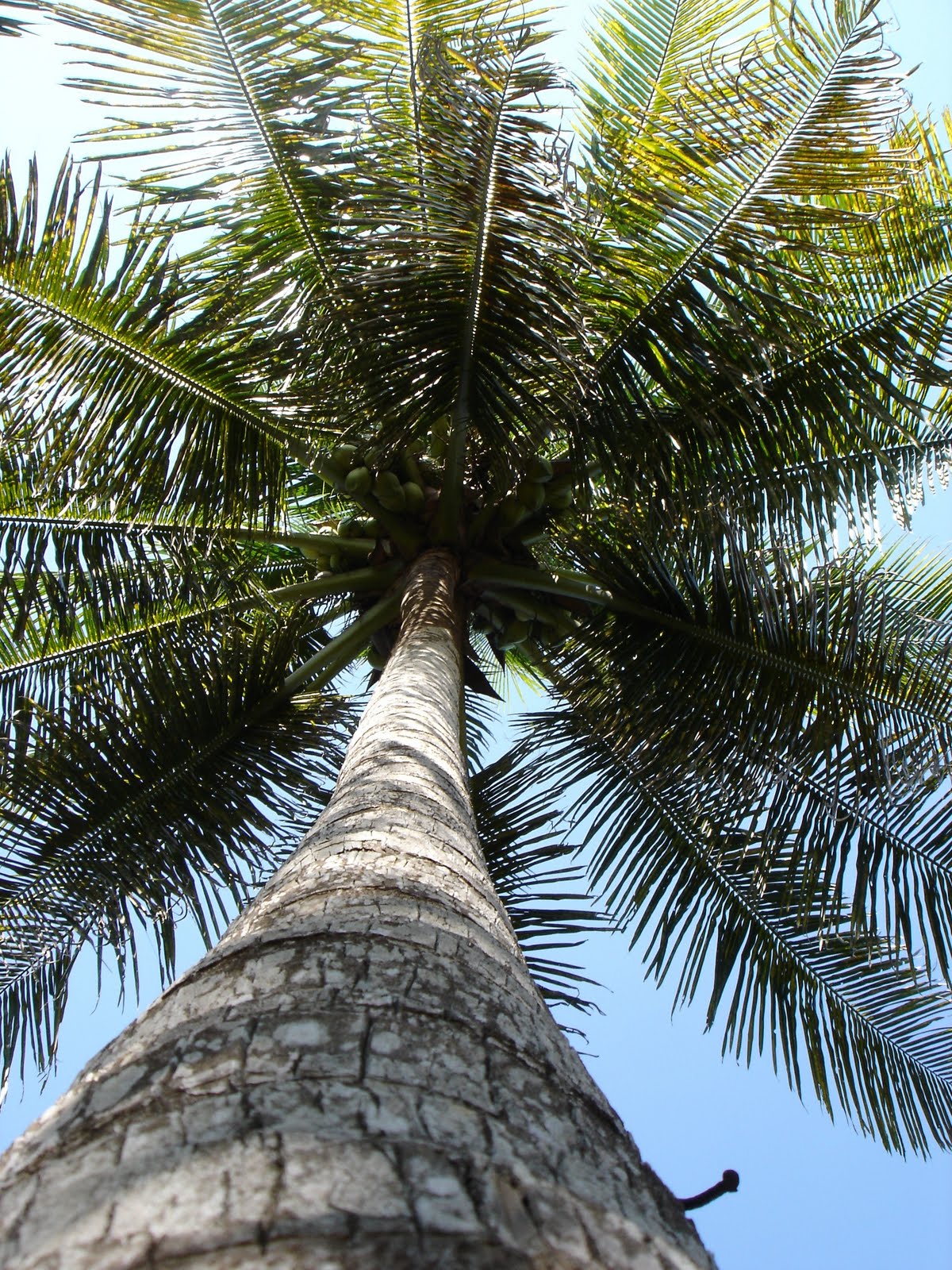 Buko Juice | Adventures Of Life