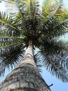 Buko Juice | Adventures Of Life