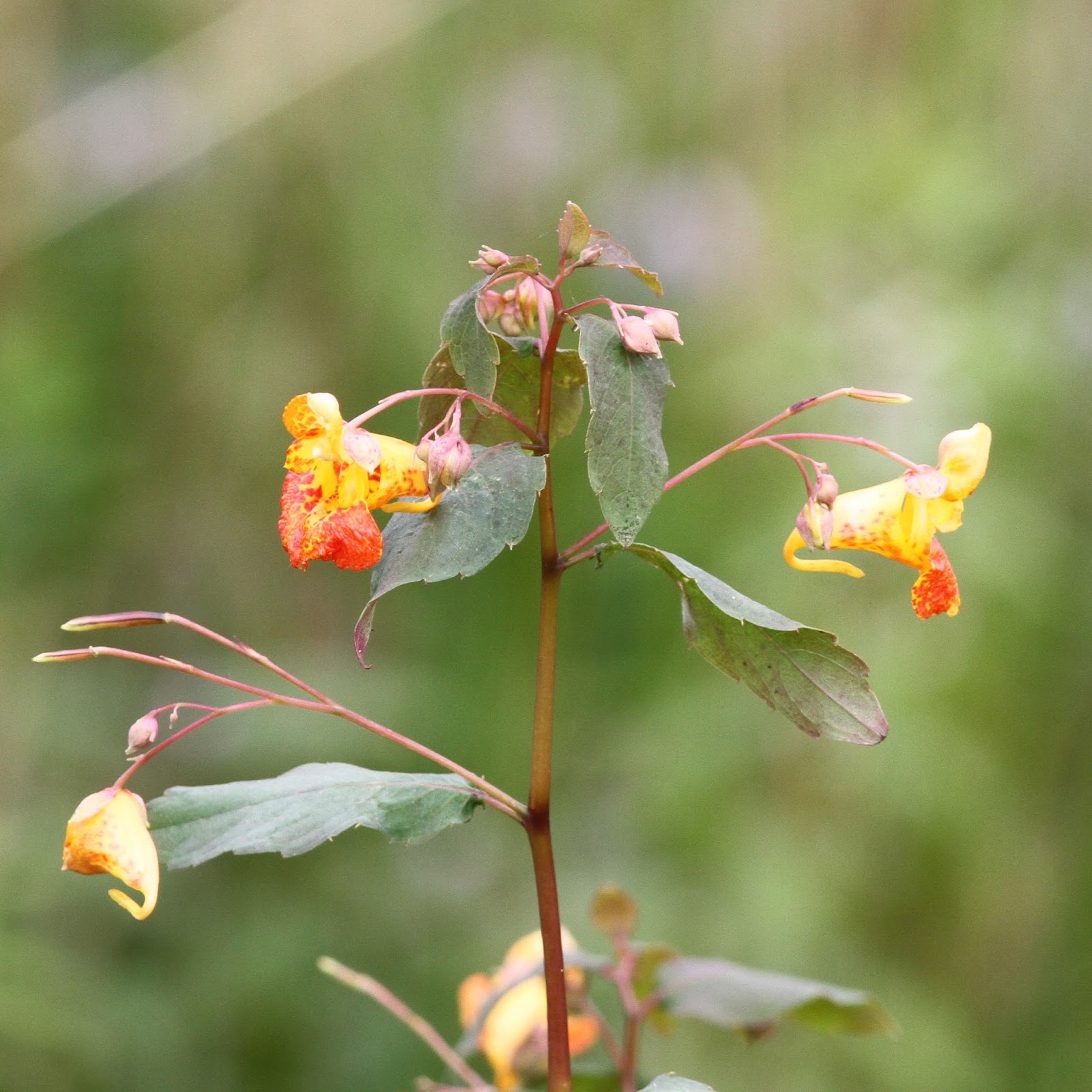 TrogTrogBlog: Ghost bees