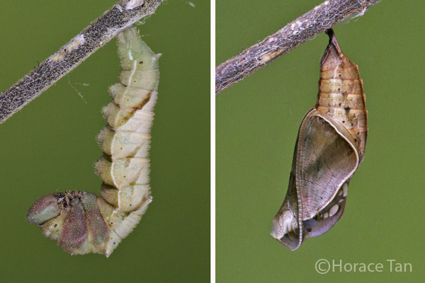Butterflies of Singapore: Life History of the Common Lascar