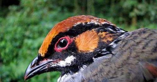 Hill partridge | Birds of India | Bird World