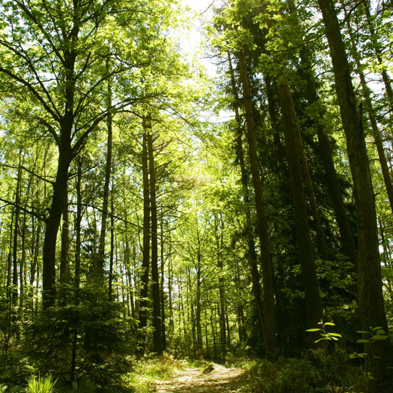Comment se crée une forêt