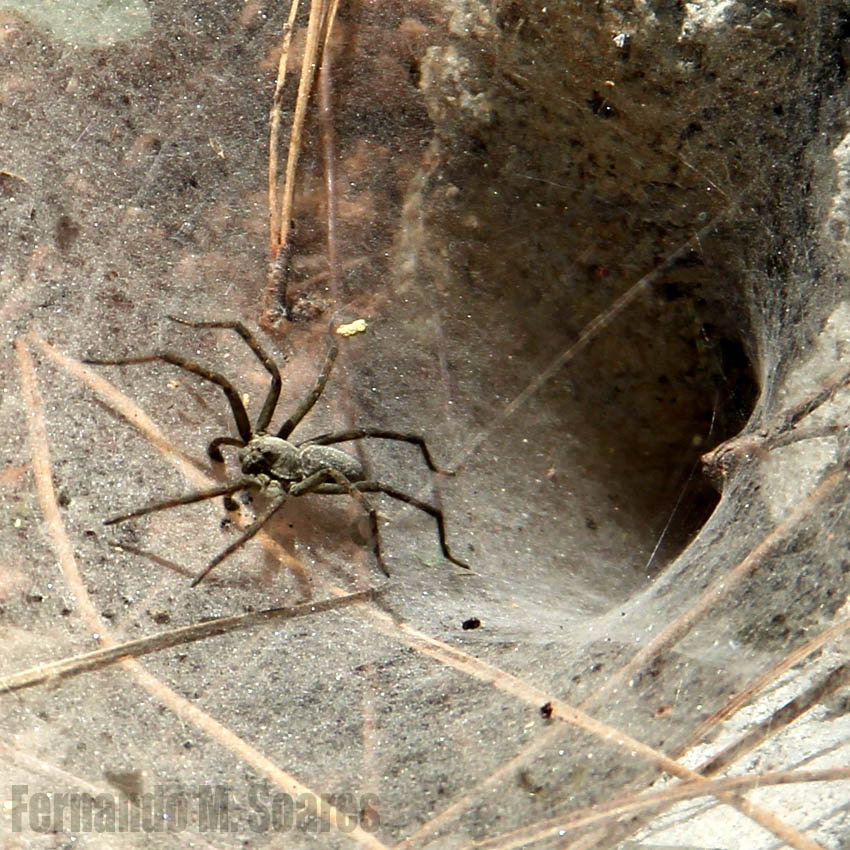 Insetologia - Identificação de insetos: Aranha de Teia Funil ...