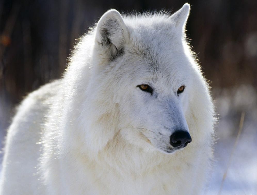 Imagenes de lobitos tiernos - Imagui