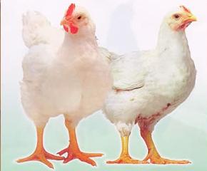 Ayam Potong - Broiler: Jual Ayam Potong - Broiler