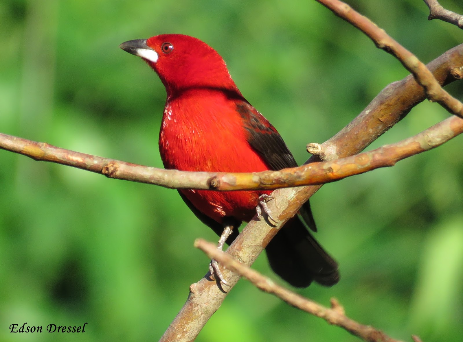 COAMA - Clube dos Observadores de Aves da Mata Atlântica - Joinville ...