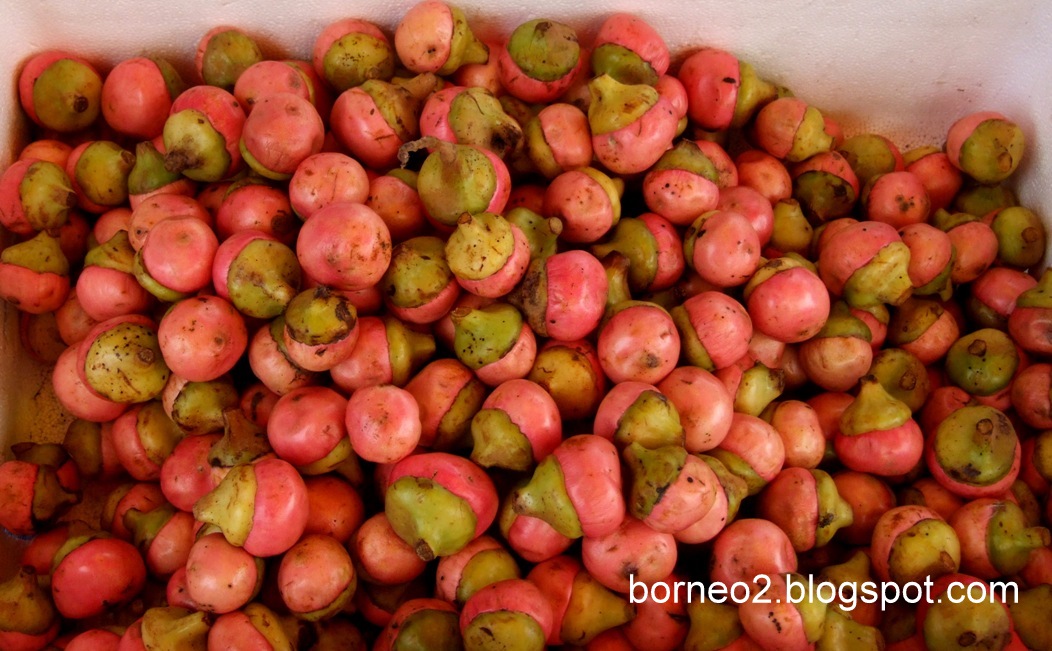 Borneo Island, Awaken To A Different World: Engkalak - Litsea Garciae