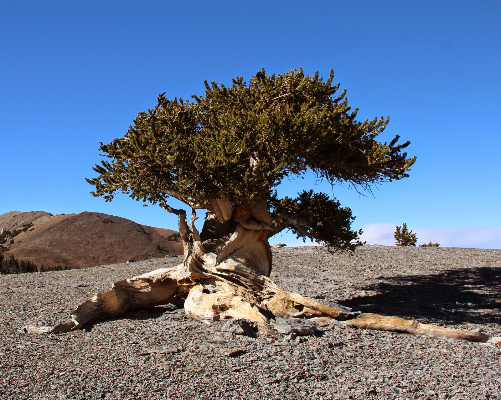 Desert Survivor: I Found It--the Bristlecone Quarter Tree