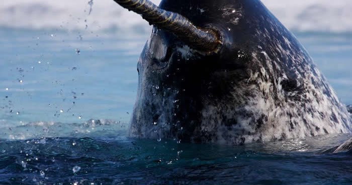 DIGITALIZAD@S : El Narval