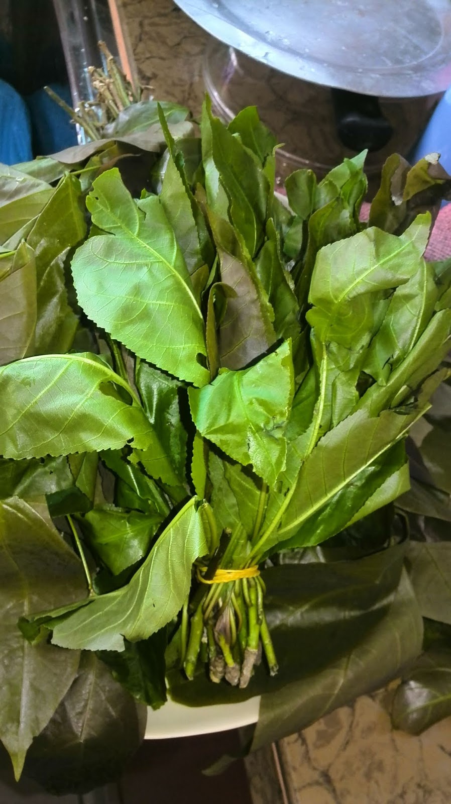 namakucella: ULAM PUCUK GENUAK a.k.a KERDAS