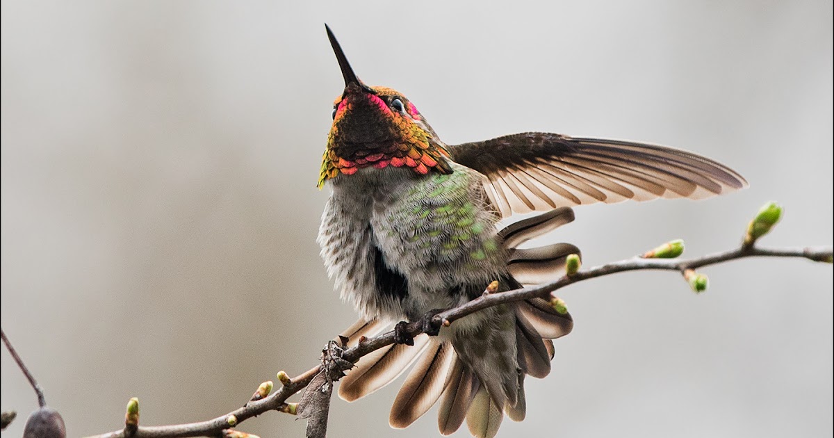 The Hummingbirds of Vancouver Island - Travels With Birds