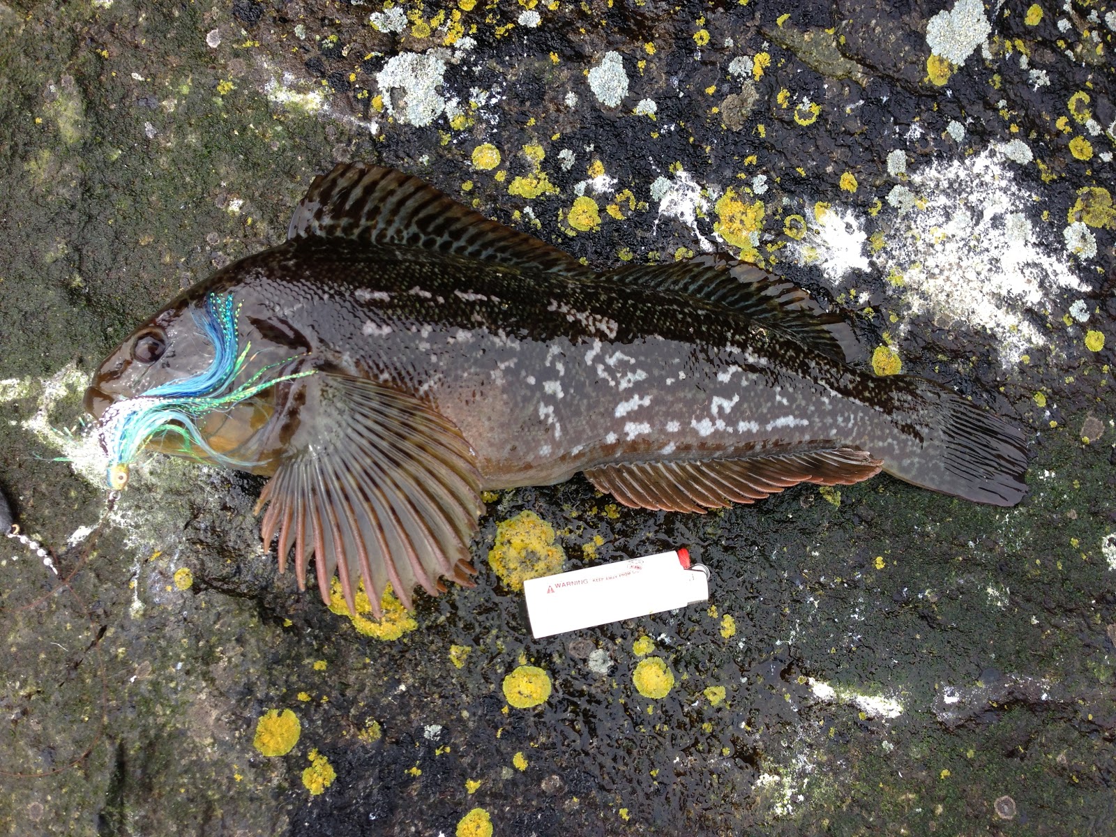 Rudy's Alaska Fishing Blogs: Adak, AK