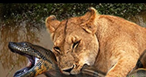 Giant Anaconda vs Lion vs Tiger Great Python vs Lion Real Fight ...