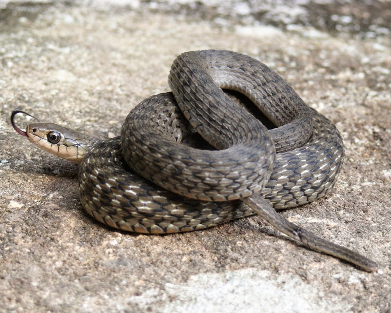 Reptiles and amphibians of South East Queensland: September 2014