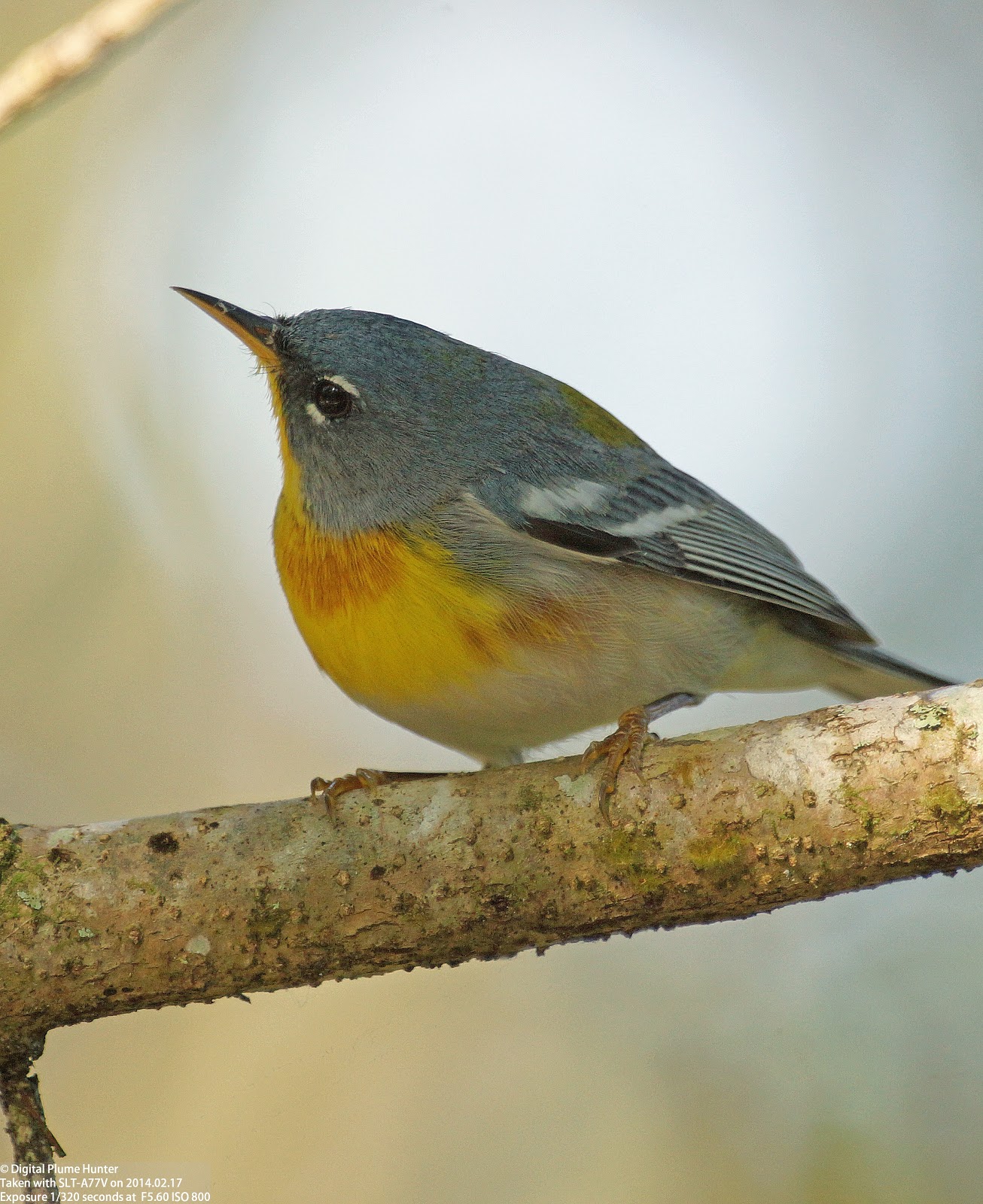 Hunting Digital Plumes in the US and Beyond: Northern Parula and the ...