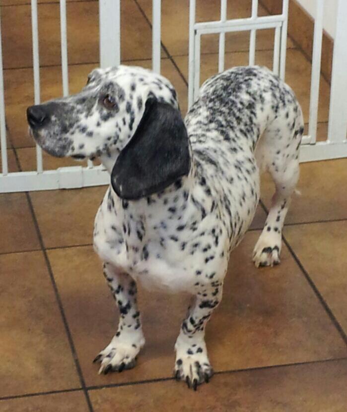 Gone To The Dogs: Your Daily Chuckle