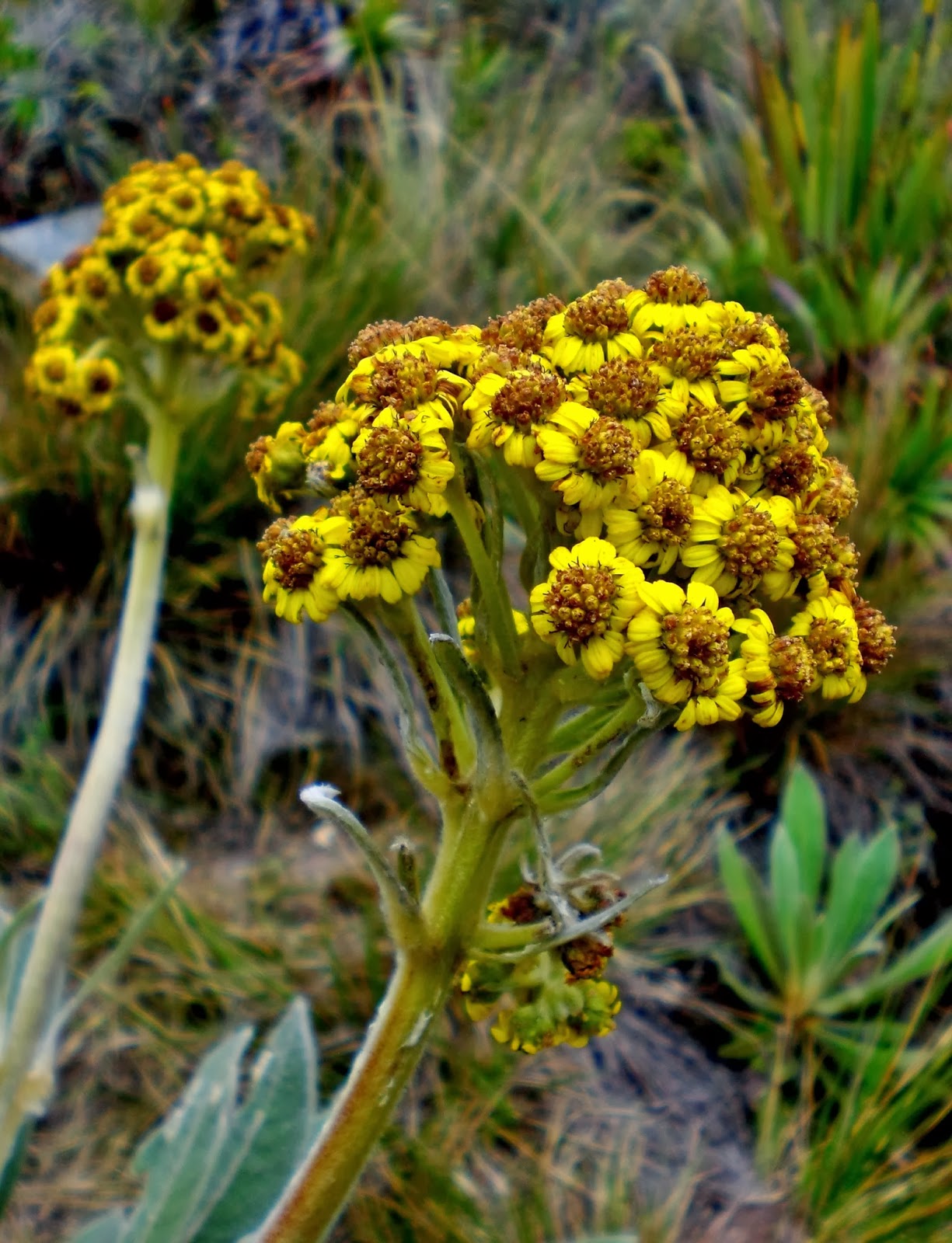 Espeletia o frailejon | Flores colombia