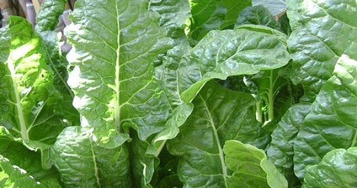 Bayam (Amaranthus sp.) - BukuSaku