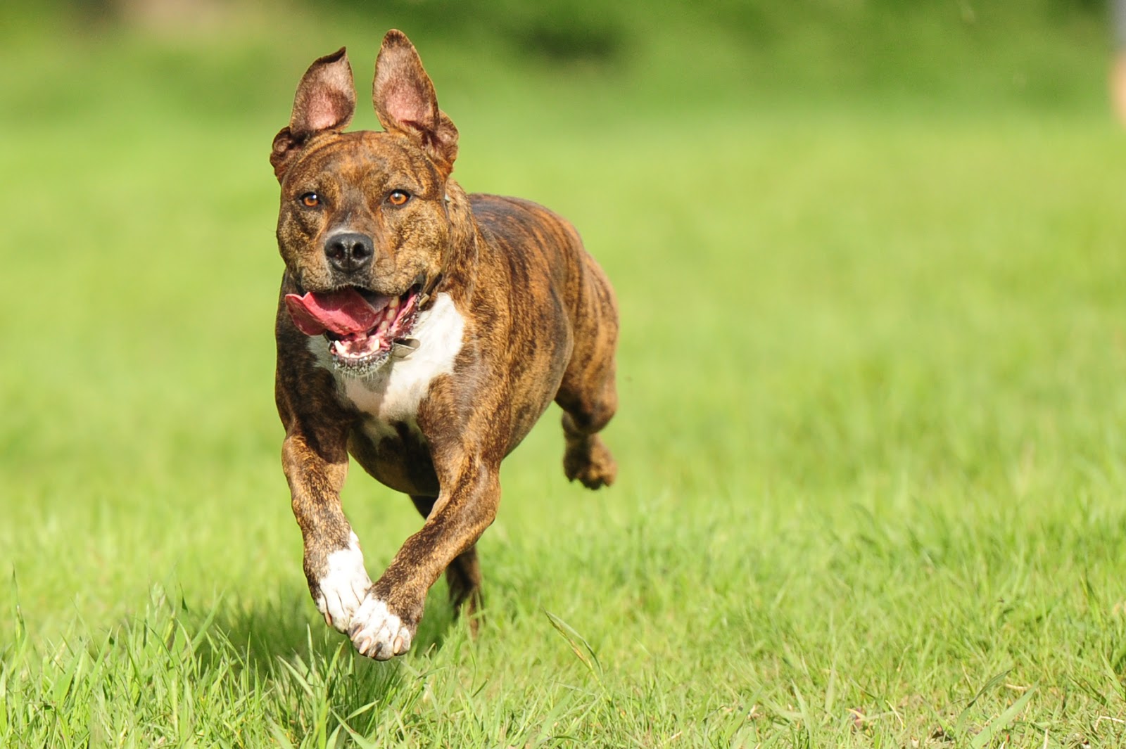 Ross Dance Photography: Freya: Dog Portrait Session